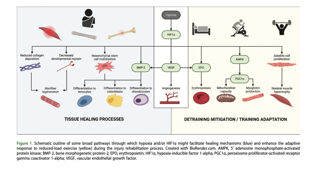 The Power of Hypoxia for Injury Healing and Rehab – Altitude Centre